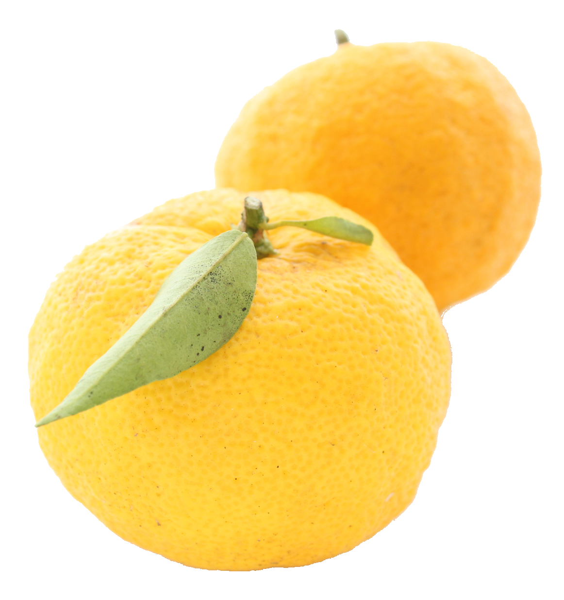 Yuzu – TOKIWA PHYTOCHEMICAL CO.,LTD.