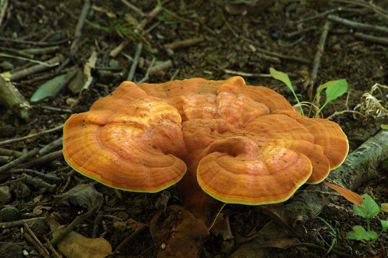 Ganoderma Mushroom – TOKIWA PHYTOCHEMICAL CO.,LTD.